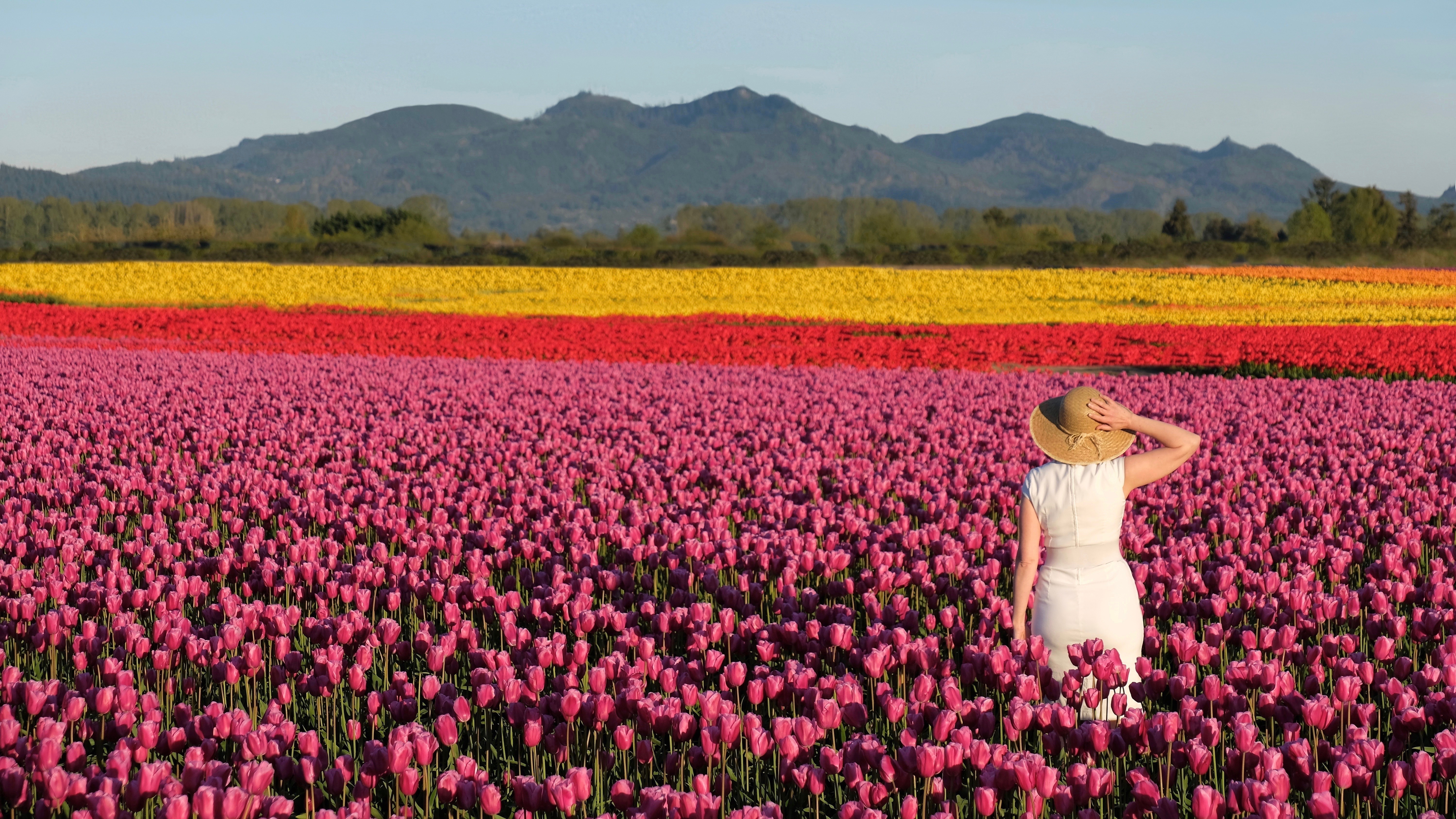 Tulip Fields & Tiny Cabins on a Skagit Valley Vacation | TravelPirates
