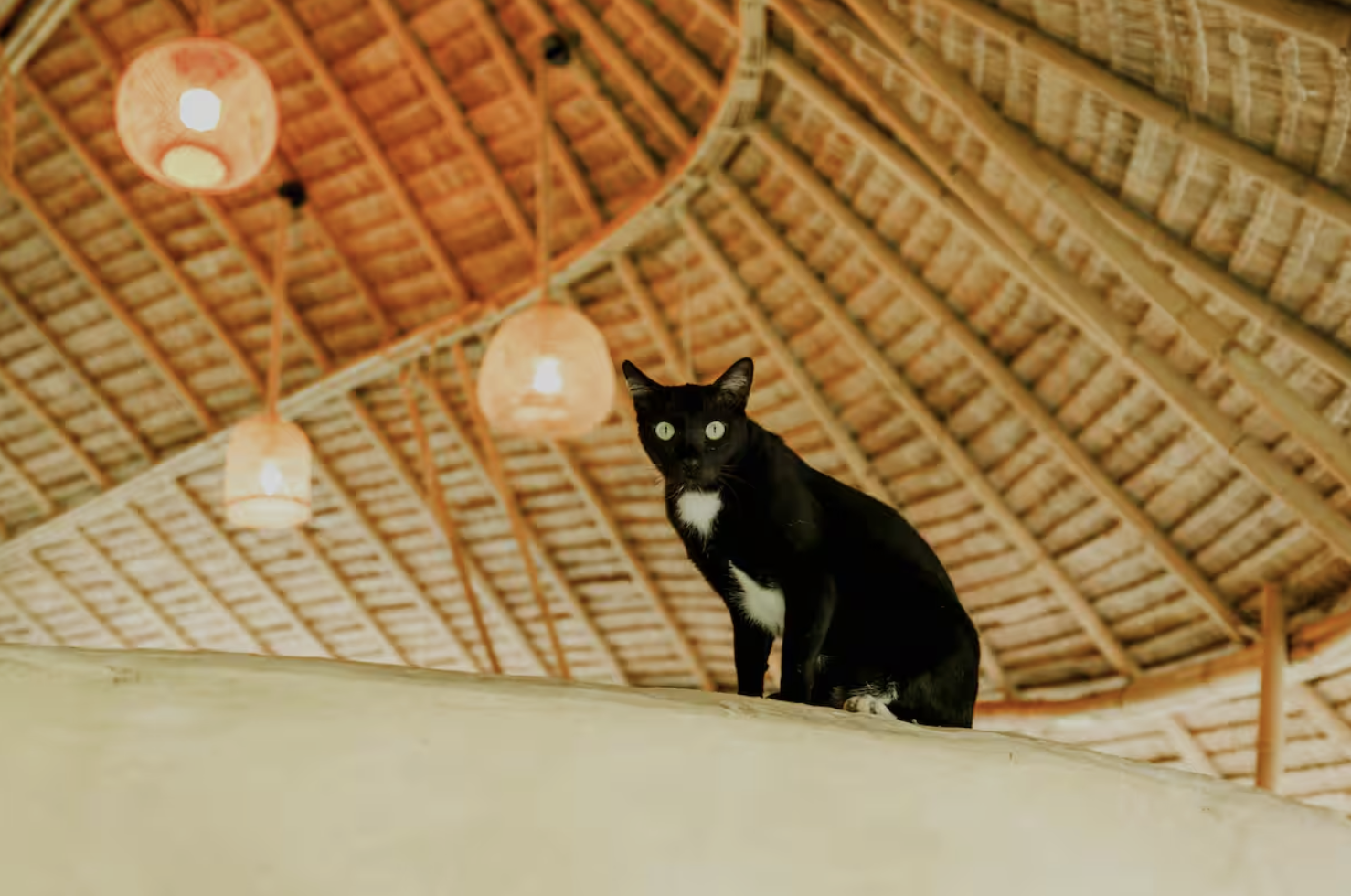 Stay in a Cat Sanctuary Treehouse in Thailand 🇹🇭🐈 | TravelPirates